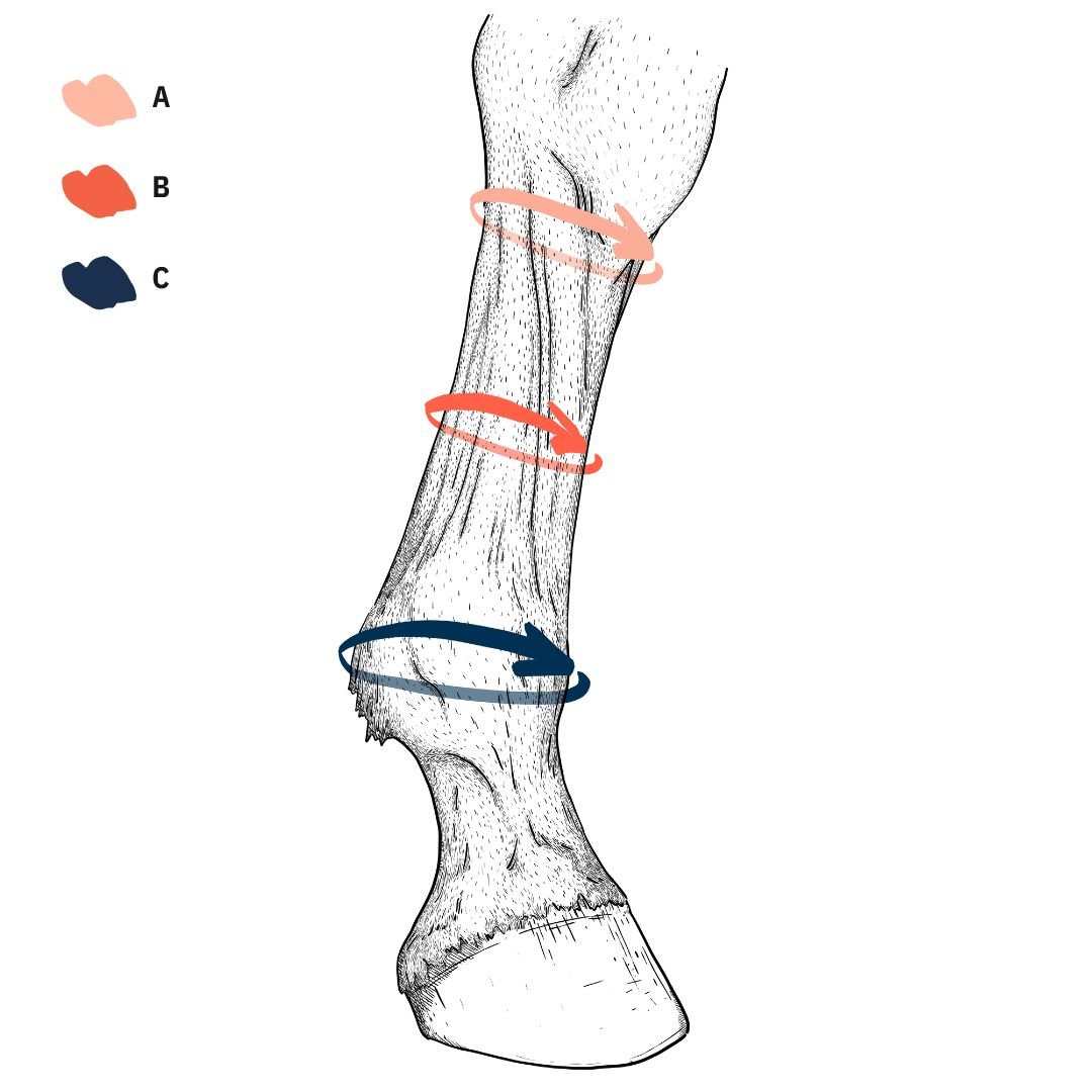 Stübben x EQUI compress - Der effektive Kompressionsstrumpf für Pferde